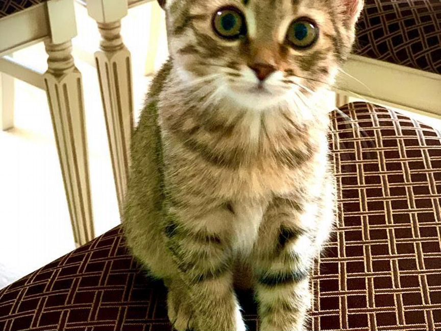 Котенок девочка