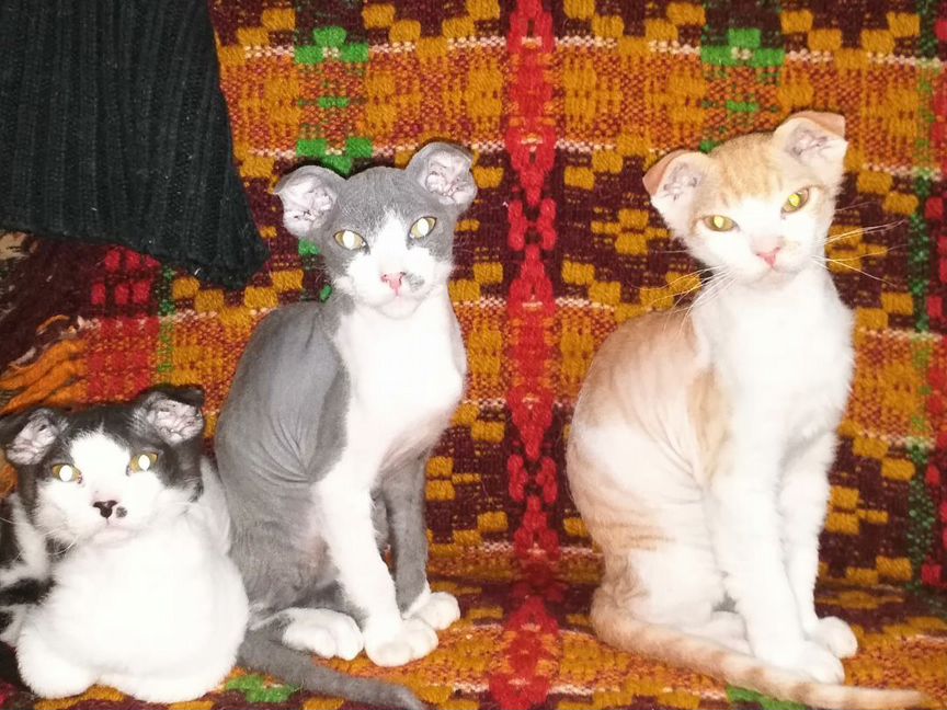 Котята сфинкс