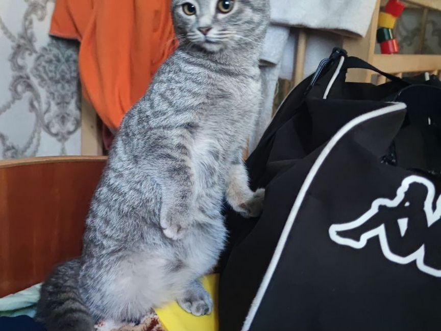 Шотландские вислоухие котята