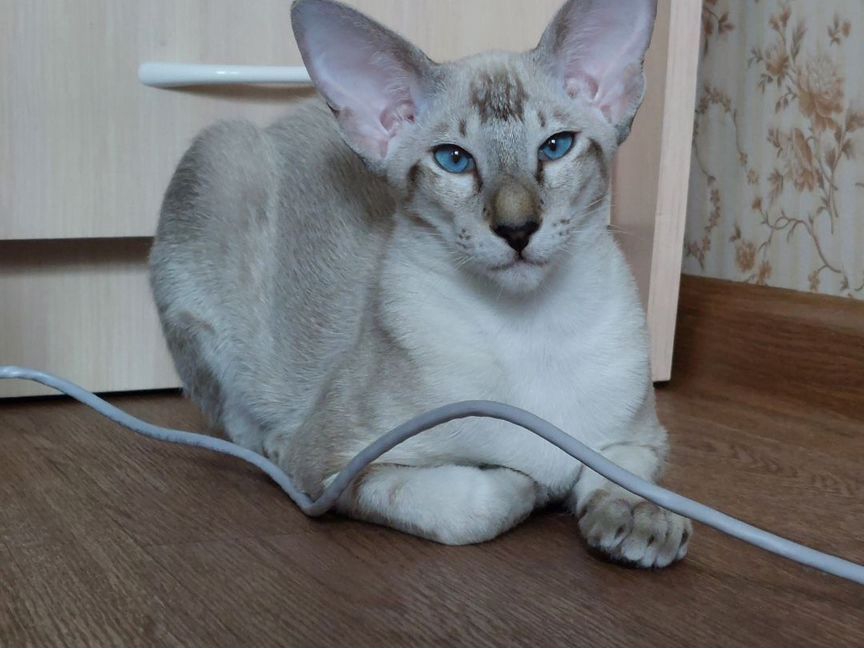 Ориентальный кот вязка