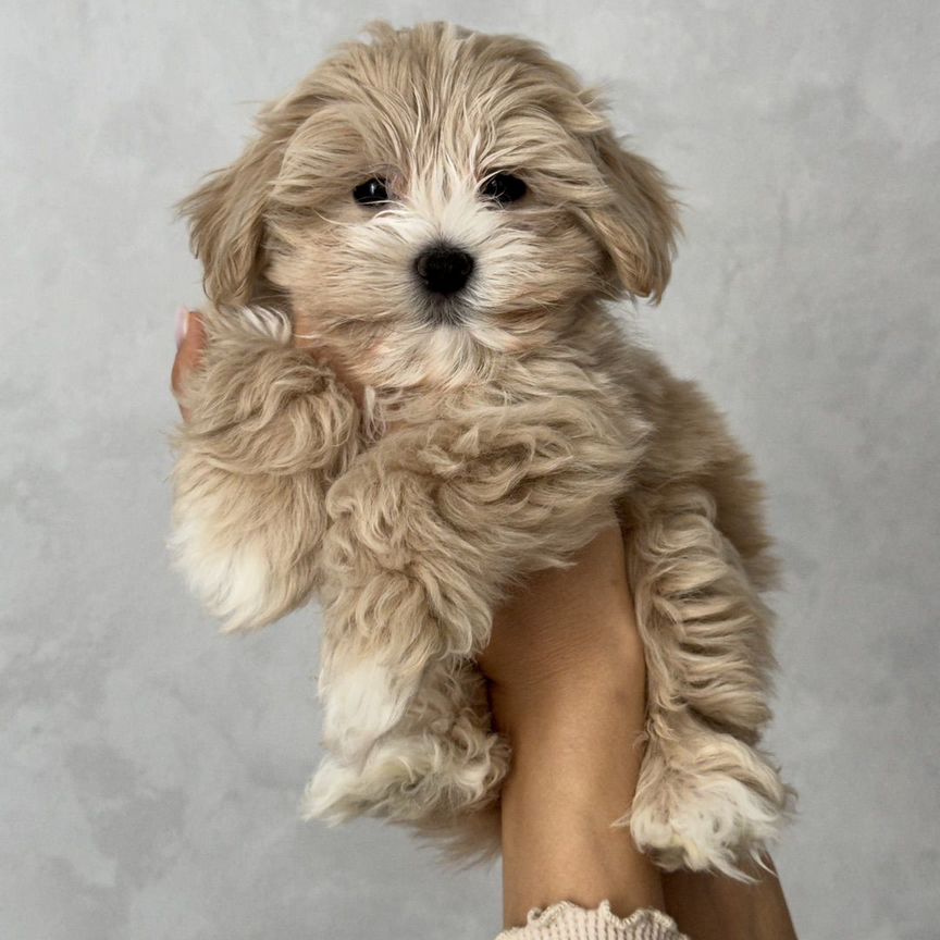 Щенки мальтипу f2