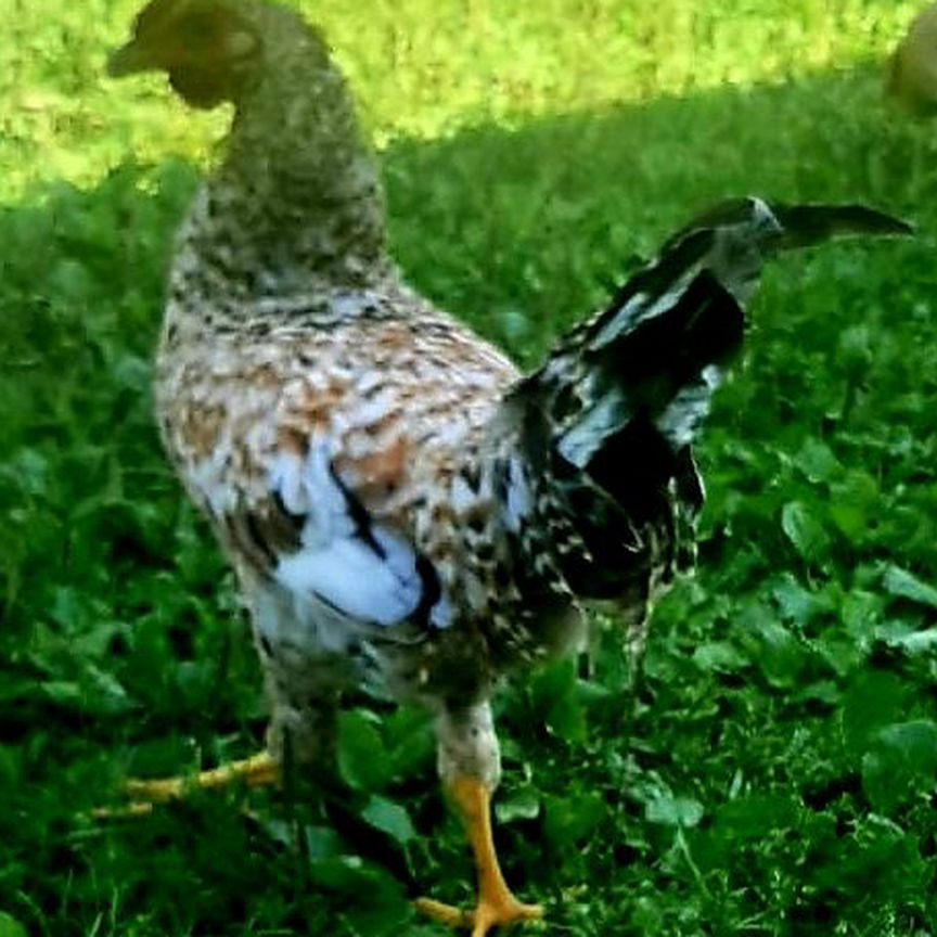 Молодые петушки на племя