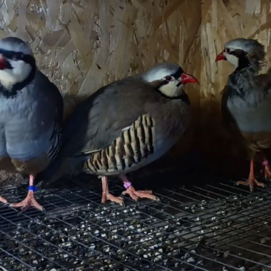 Продам кеклик(горная куропатка)