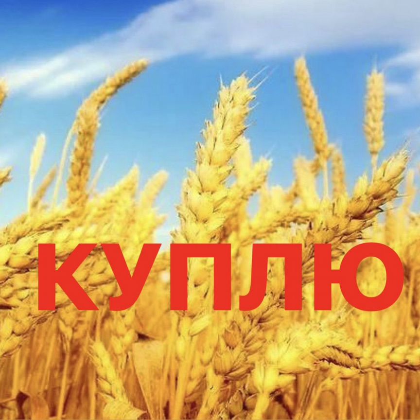 Пшеница фураж