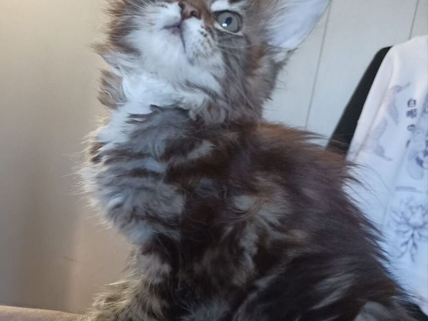 Котята мейн-кун