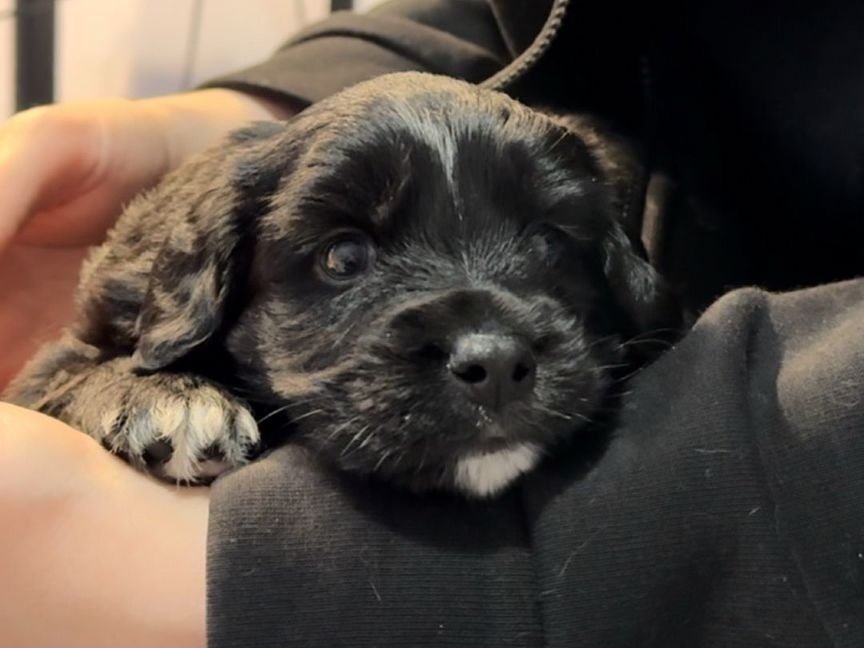 Русский кокер спаниель