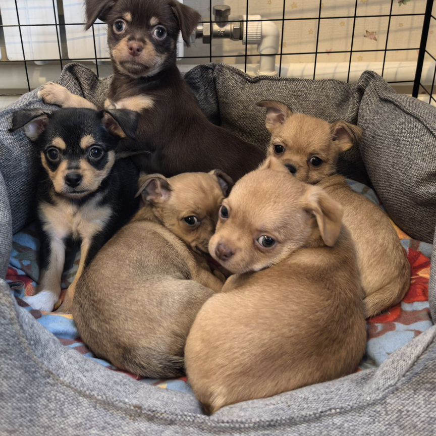 Чихуахуа, щенок