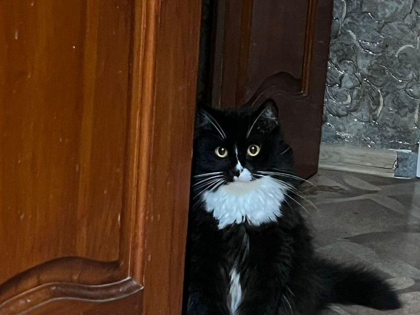 Отдам в добрые руки котика