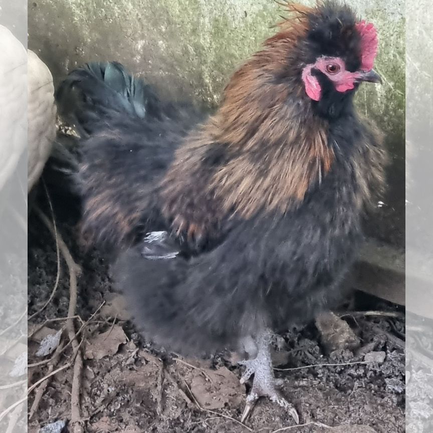 Молодые петухи