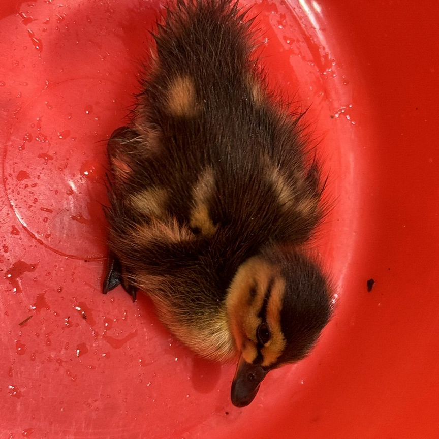 Утенок в добрые руки