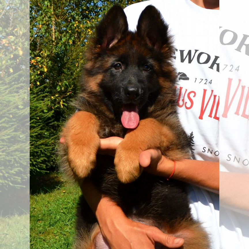 Восхитительная девочка дш, документы РКФ