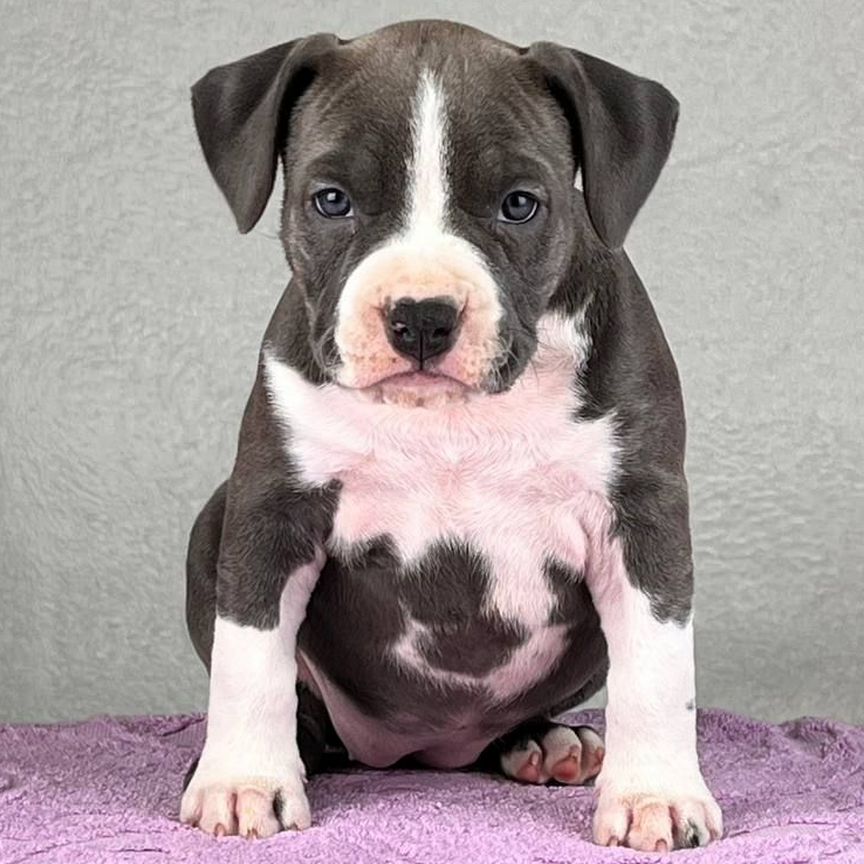 Американский стаффордширский терьер, щенок
