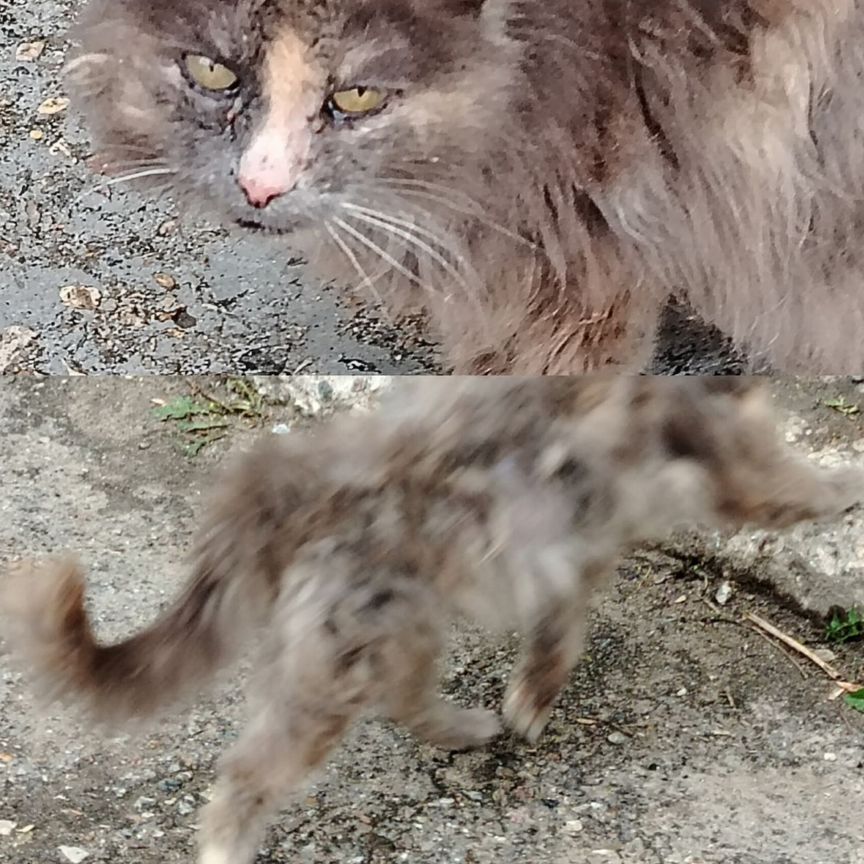 Взрослая, кошка в добрые руки