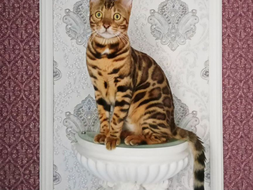 Бенгальские котята