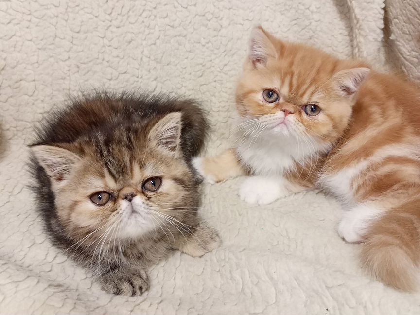 Экзотические котята