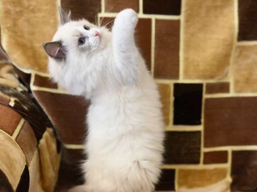 Котята рэгдолл