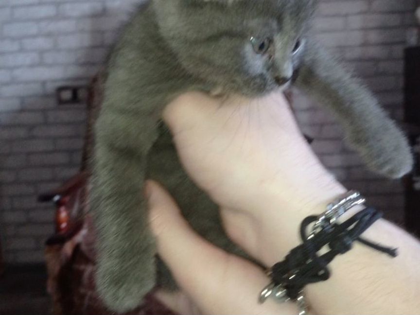 Отдам бесплатно в добрые руки, 4 котика