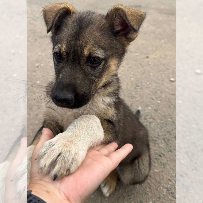 Супер щенок в добрые руки