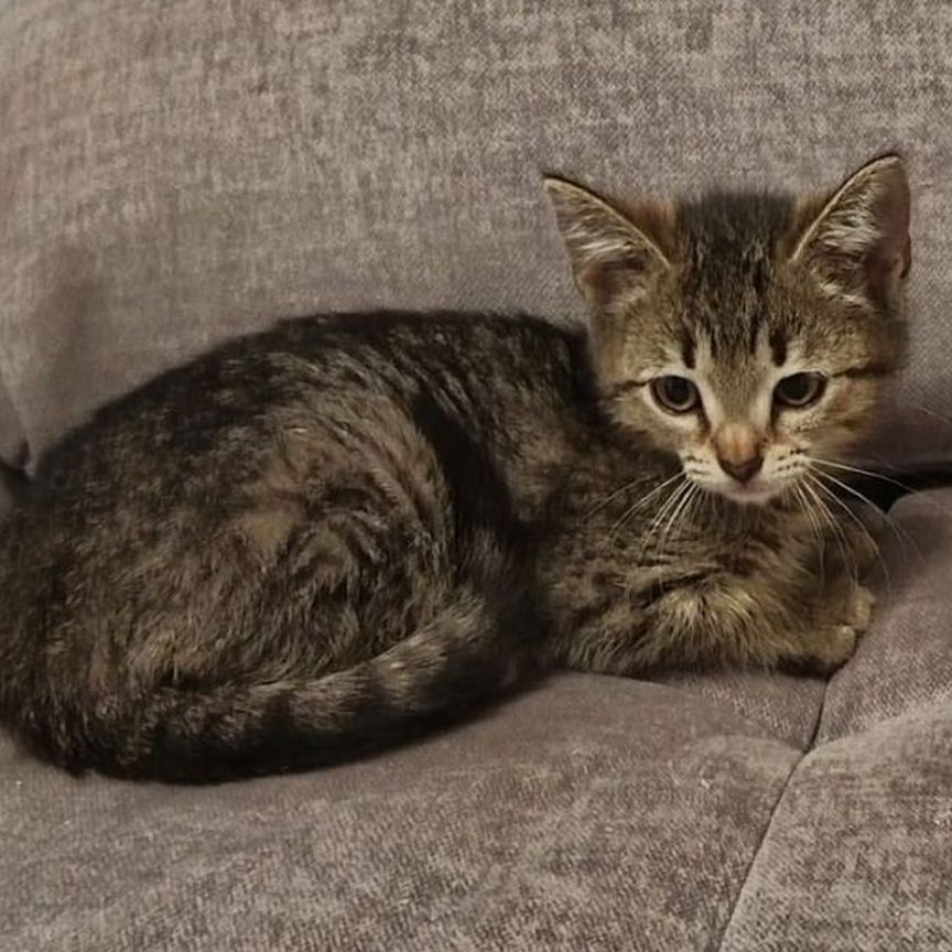 Котенок Эля