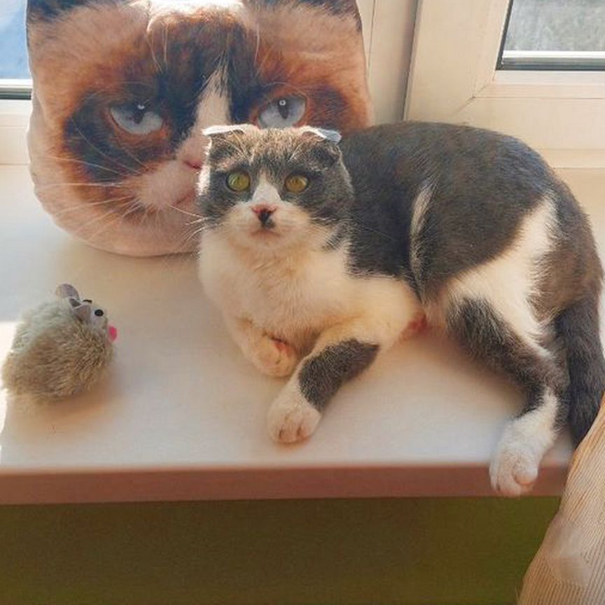 Вислоухая кошечка ищет дом