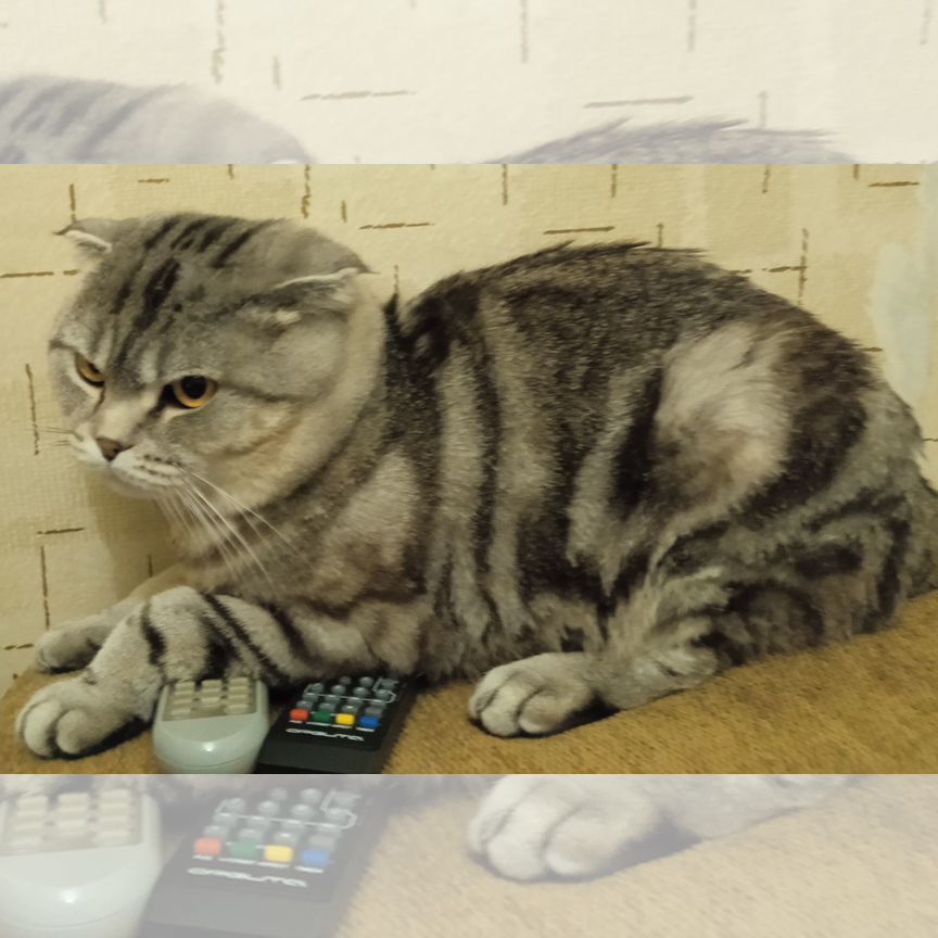 Британский кот вязка