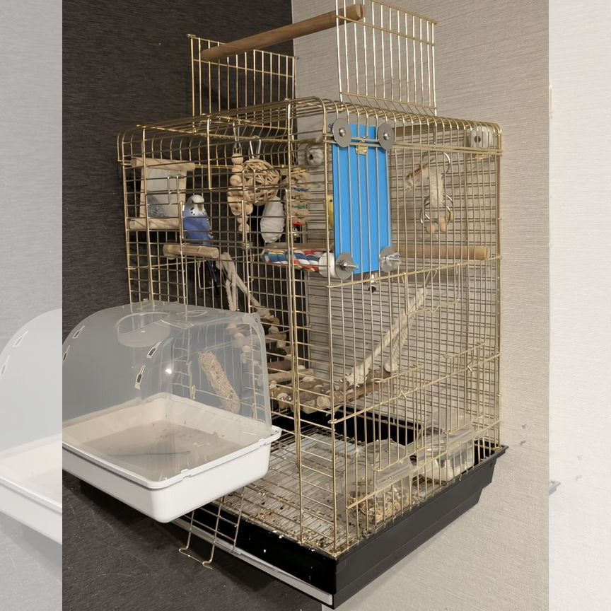 2 попугая   большая клетка   всё наполнение