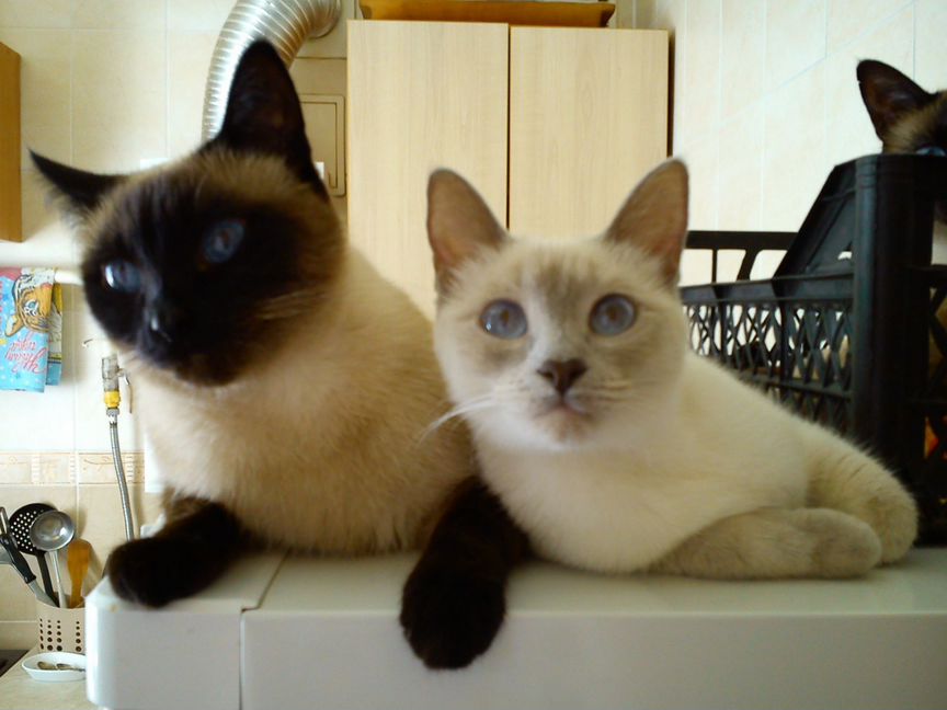 Тайская кошка