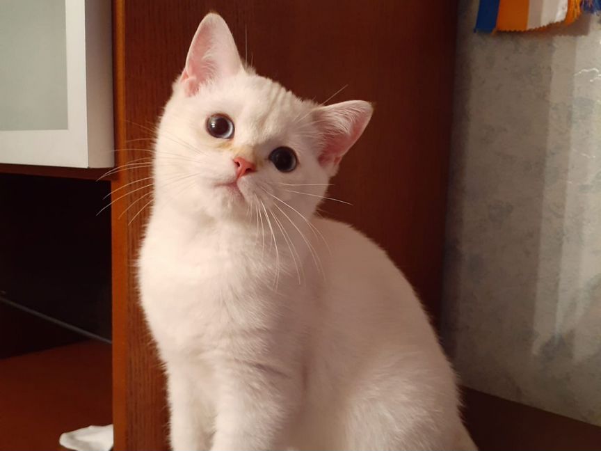 Шотландский котенок скоттиш страйт