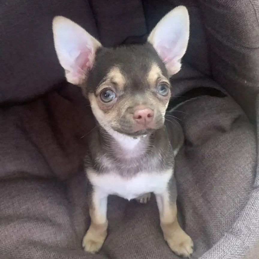 Чихуахуа, щенок