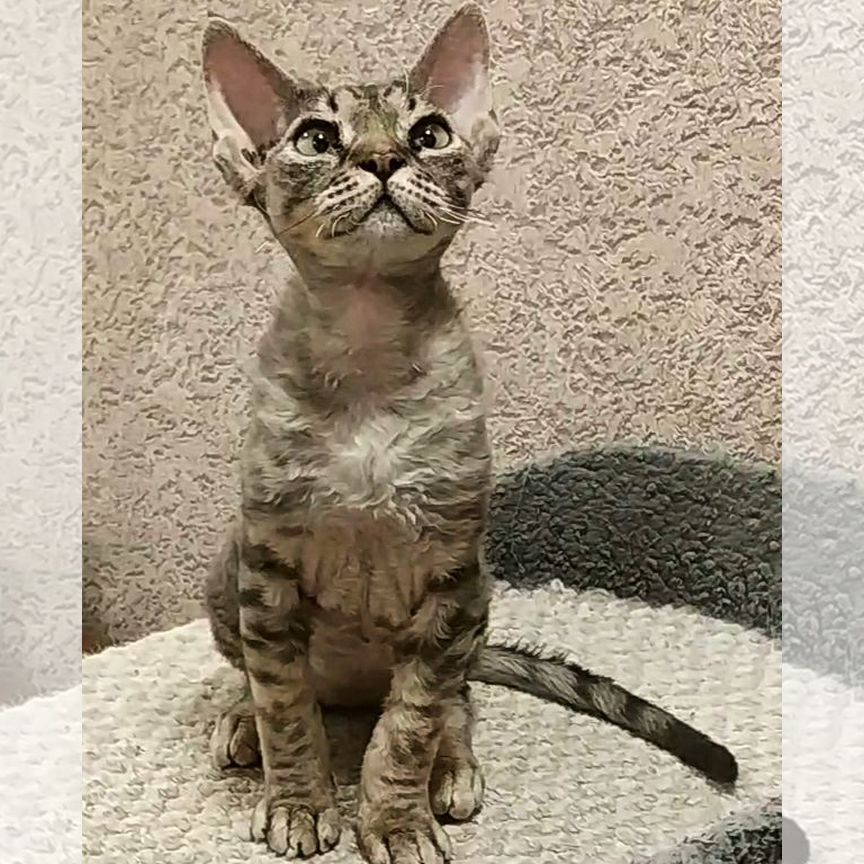 Девон-рекс котёнок