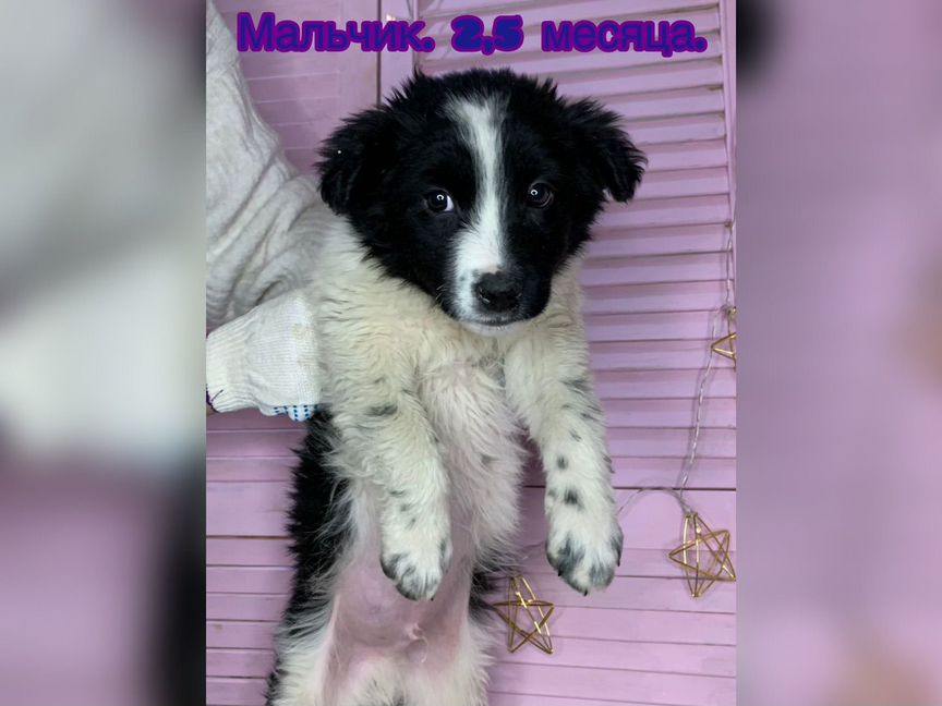 Щенок копия бордер колли