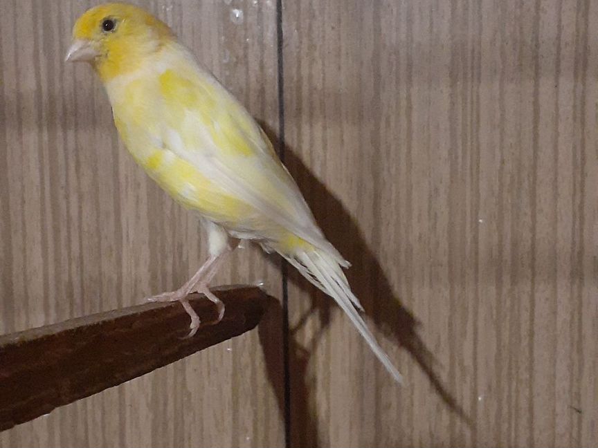 Кенара и канарейки