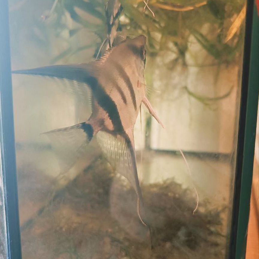 Продам или поменяюсь Скалярии