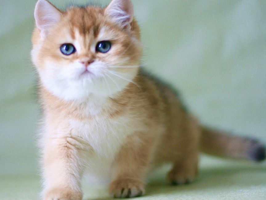 Котята золотая шиншилла