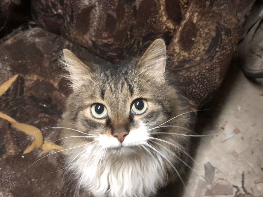 Ищу хозяина кошки или отдам в добрые руки