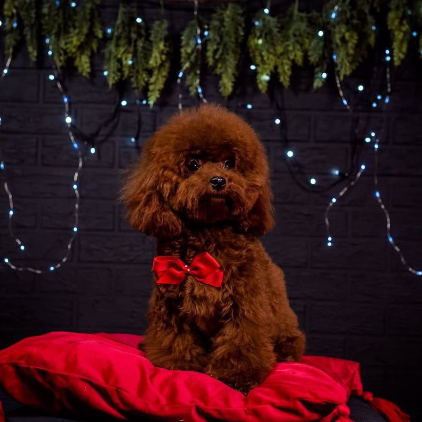 Той-пудель, щенок