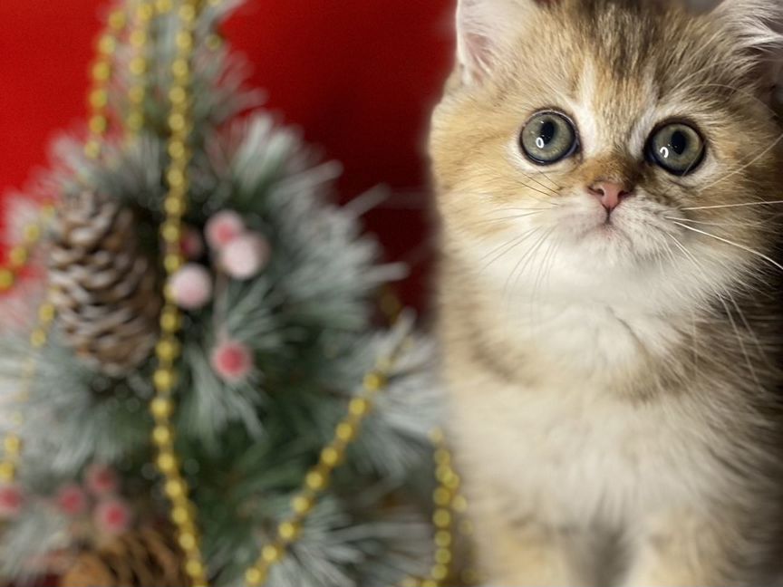 Британский котёнок