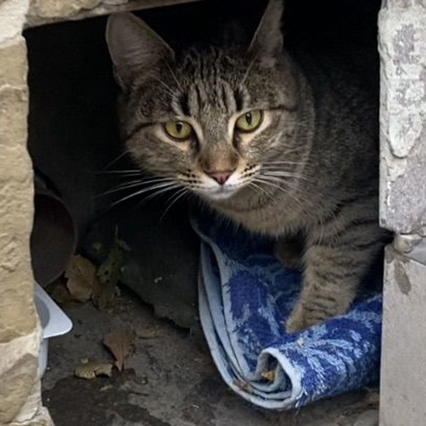 Одинокий и никому не нужный котик замерзает