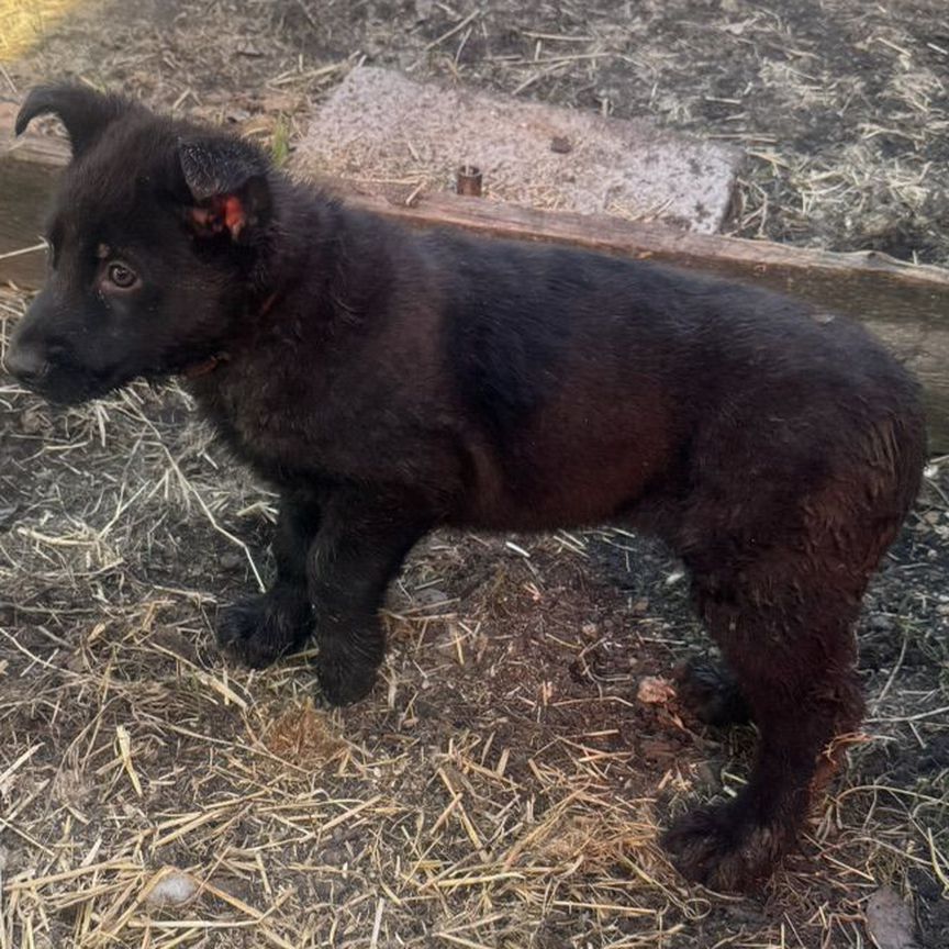 Восточноевропейская овчарка, щенок