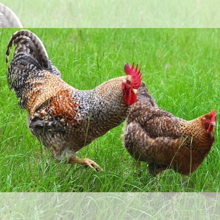 Билефельдер,инкуб.яйцо, цыплята