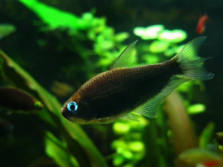 Пальмери черная