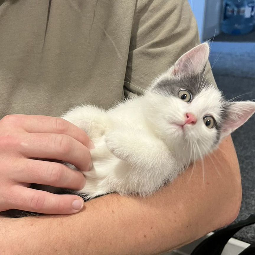 Котёнок в добрые руки