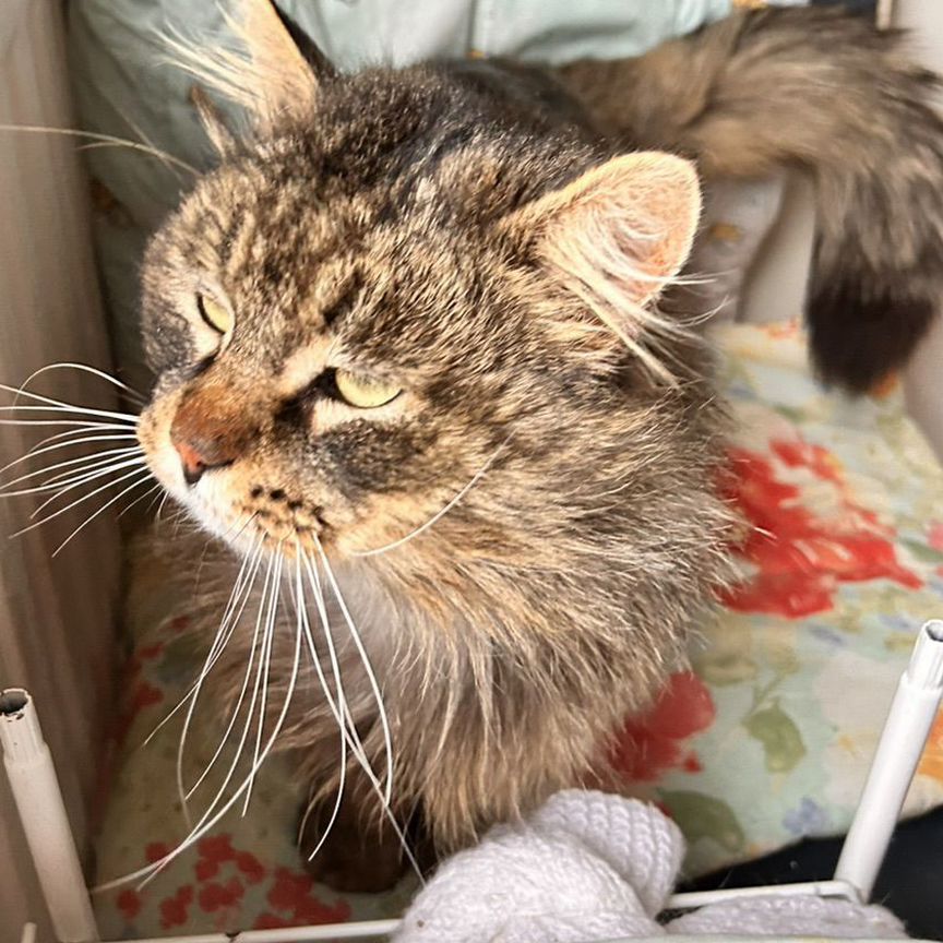 Сибирский, взрослый кот