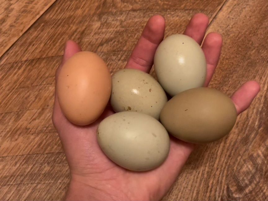 Инкубационное яйцо голубое(Синь дянь)