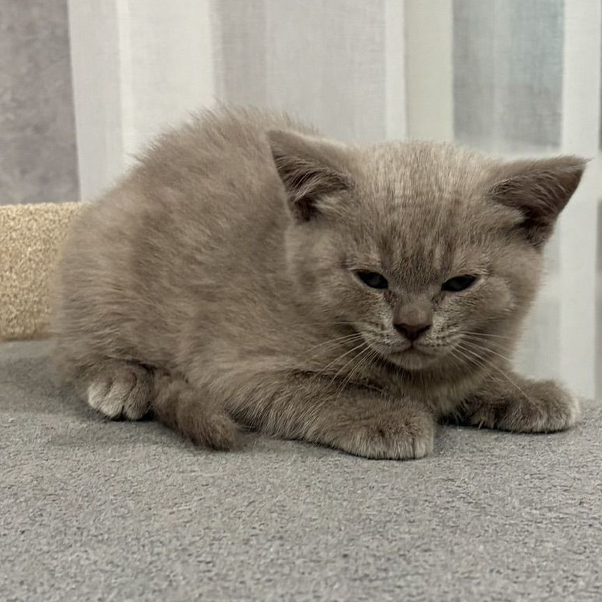 Британский длинношёрстный котёнок