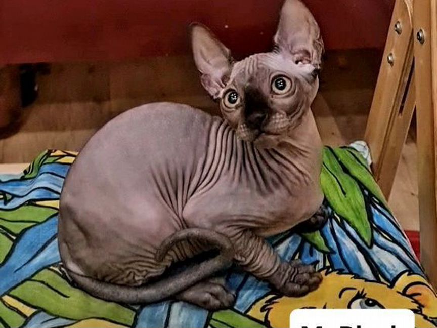 Канадский сфинкс котятки