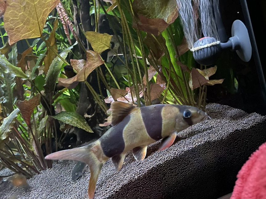 Аквариумные рыбки