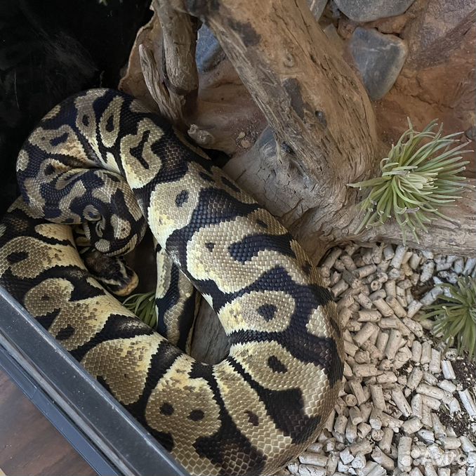 Королевская шаровая змея + террариум