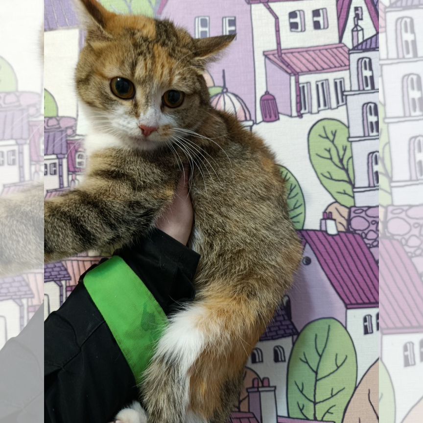 Взрослая, Девочка кошка в добрые руки