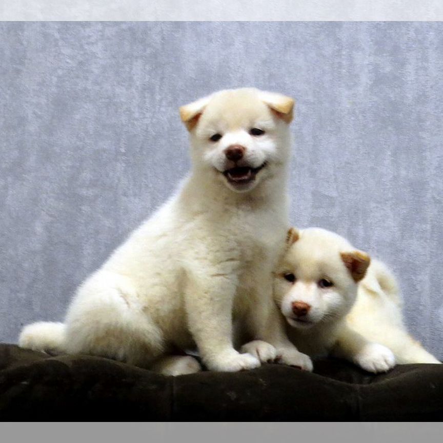 Сиба-ину, щенок